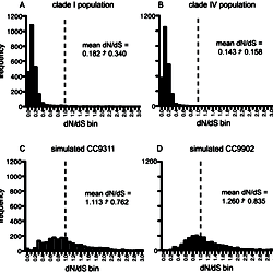 Histograms of dN/dS ratios.