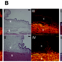 Histology of rabbit eyes.