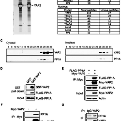 PP1A interacts with YAP2.