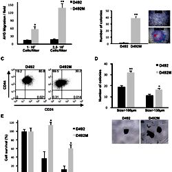 D492M has acquired cancer stem cell-like phenotype.