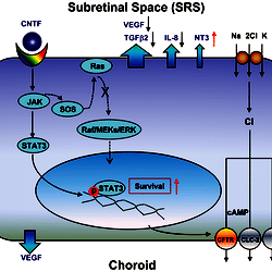 Schematic diagram of CNTF signaling in human RPE.