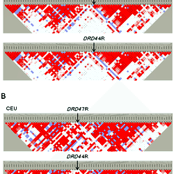 LD structure around DRD4 VNTR.