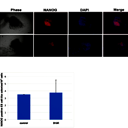 Effect of B18R protein on reprogramming.