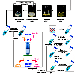 Schematic illustration of the purification of ELP-intein fusion protein ...