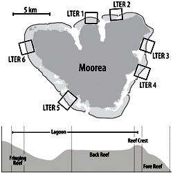 Map of Moorea showing different habitat types.