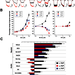 Modulation of different GlyR subtypes by ECs.