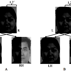 An example of the chimeric faces and its possible representations in ...