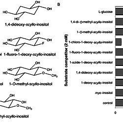 Transport of scyllo-inositol derivatives by SMIT1/2.