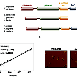 Comparison of the Ku70 proteins and basic phenotypic analysis of C ...