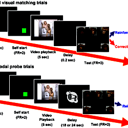 This figure shows schematic diagrams of the visual matching-to-sample ...