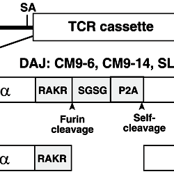 Diagram of TCR expressing retroviral vector and the mature TCR chains.