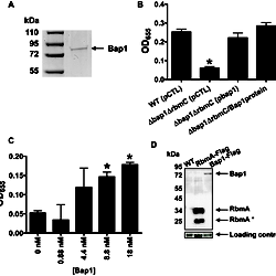 Purified Bap1-FLAG restores biofilm formation to a Δbap1ΔrbmC mutant.