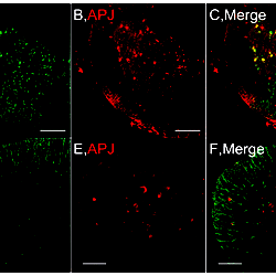 APJ expression in the lumbar spinal cord of WT mice.