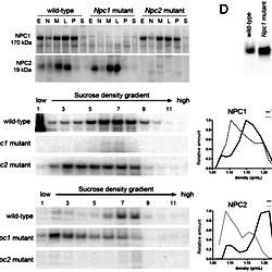 Distribution of NPC1 and NPC2 in subcellular fractions of brains of ...