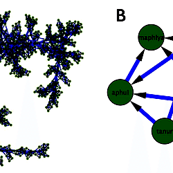 Association dependency network.