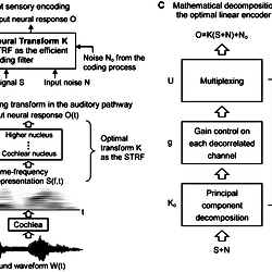 Formulation and components of efficient coding.
