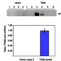 Transfected TCMK-1 cells express TIM-2.