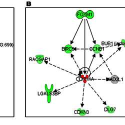 IPA functional pathway analysis.