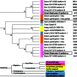 A phylogenetic tree of insect Obst-E proteins.