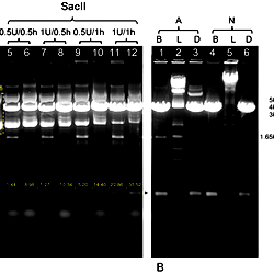 NID-extracted DNA of both high and low copy number plasmids perform ...