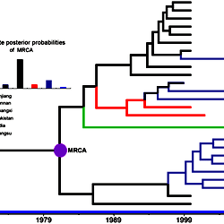 MCC tree of the HCV subtype 3a sequences.