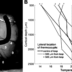 Effect of cooling on cortex temperature.