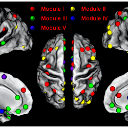 The modular architecture of the human brain functional directed network.