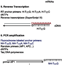 Scheme of the different steps in Transcriptome Fingerprinting Analysis ...