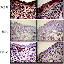Representative figure showing the immunohistochemical analysis of nasal ...