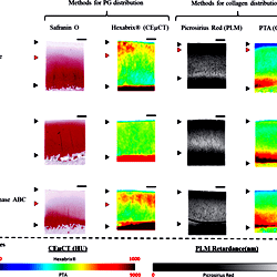 2D-slices of PTA- and Hexabrix®-labelled ACs (CEμCT) compared to the ...