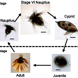 Developmental stages of the barnacle Balanus amphitrite that were ...