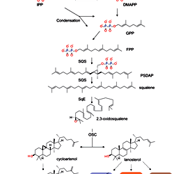 Generalised sterol biosynthesis pathway.