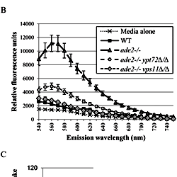 Pigmentation of the ade2-/- mutant can form the basis of a 96-well ...