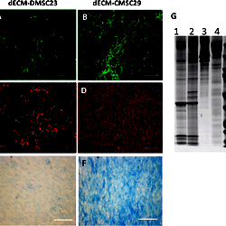 Initial characterization of dECM prepared from DMSC23 and CMSC29 cell ...