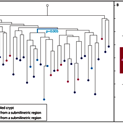 Phylogeography of the colon.