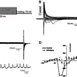 Inward currents recording in the differentiated neurons on two and four weeks after plating at ...