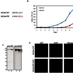 Analysis of the importance of the PIP box domain.