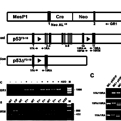 Item - Generation and characterization of p53 conditional knockout mice ...