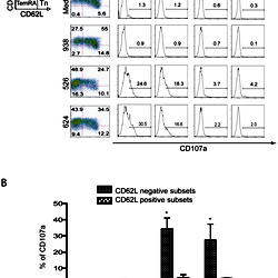 The loss of CD62L is specific and correlates with CD107a surface ...