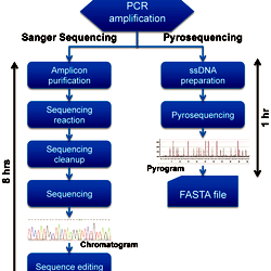 Schematic representation of pyrosequencing vs. Sanger sequencing workflows.