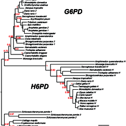 Maximum likelihood tree of Opisthokont G6PD and H6PD proteins.