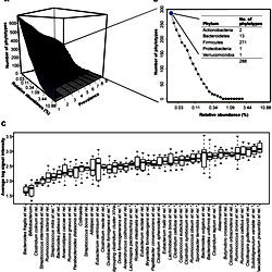 Definition of the common core microbiota.
