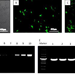 Identification of pCAG-fat-1-IRES-EGFP transfected cells.