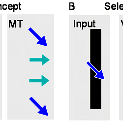 Integrationist and selectionist concept.