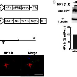 In vitro validation of NPY vector and synthetic microRNA for down ...