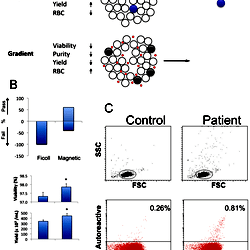 Lymphocytes for biomarker assays from Ficoll versus a magnetic method.