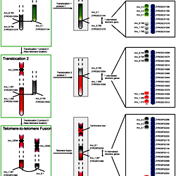 Progression of rearrangements and chromosome fusions leading to the ...