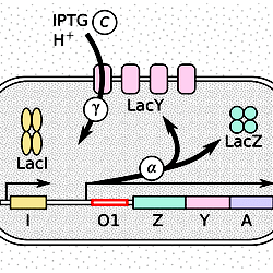 Schematic representation of the lac pathway.