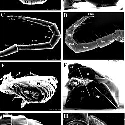 SEM plate measurements.