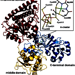 Crystal structure of ACS from C. hydrogenoformans.